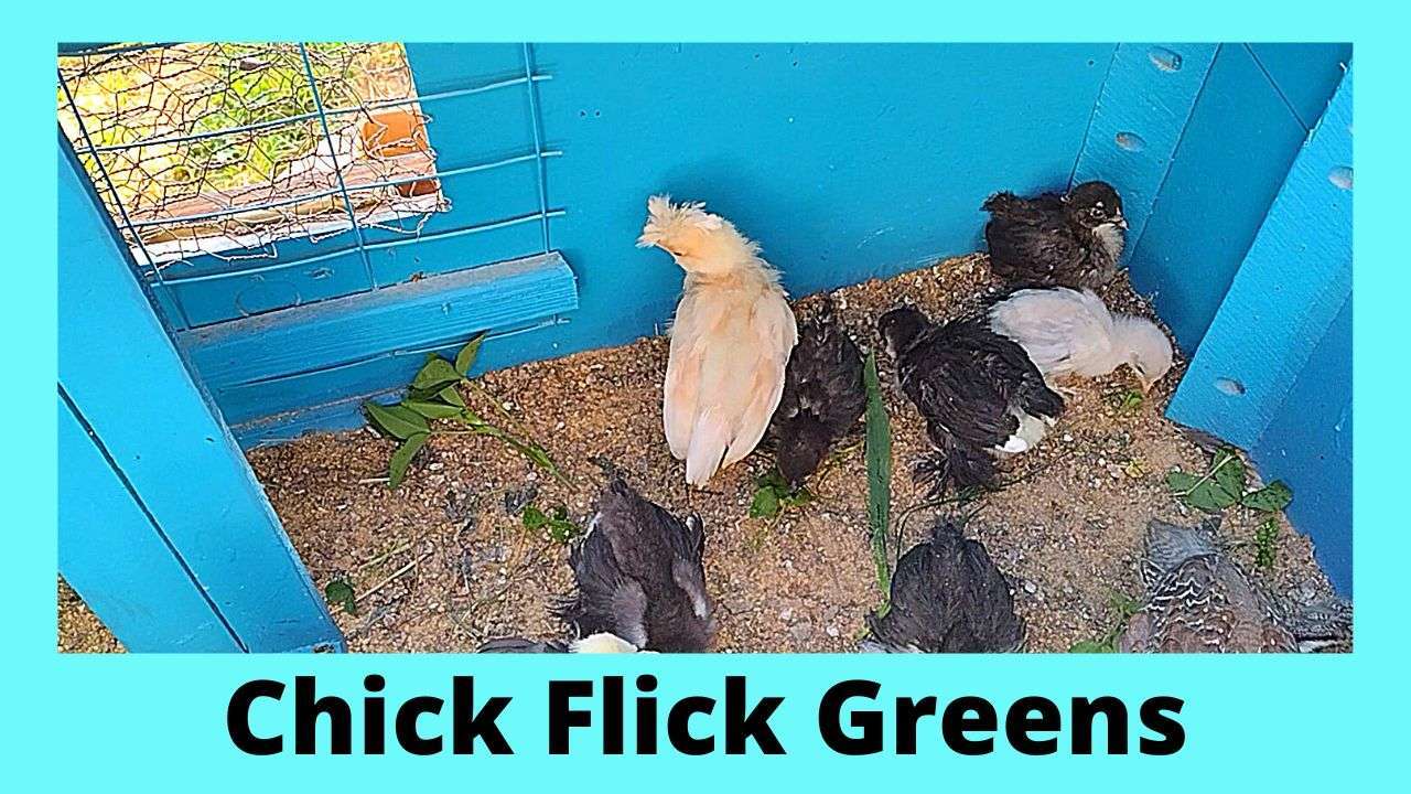 Chick Flick Polish, Cochin & Silkie Chicks Greens - Chickens For Chicks