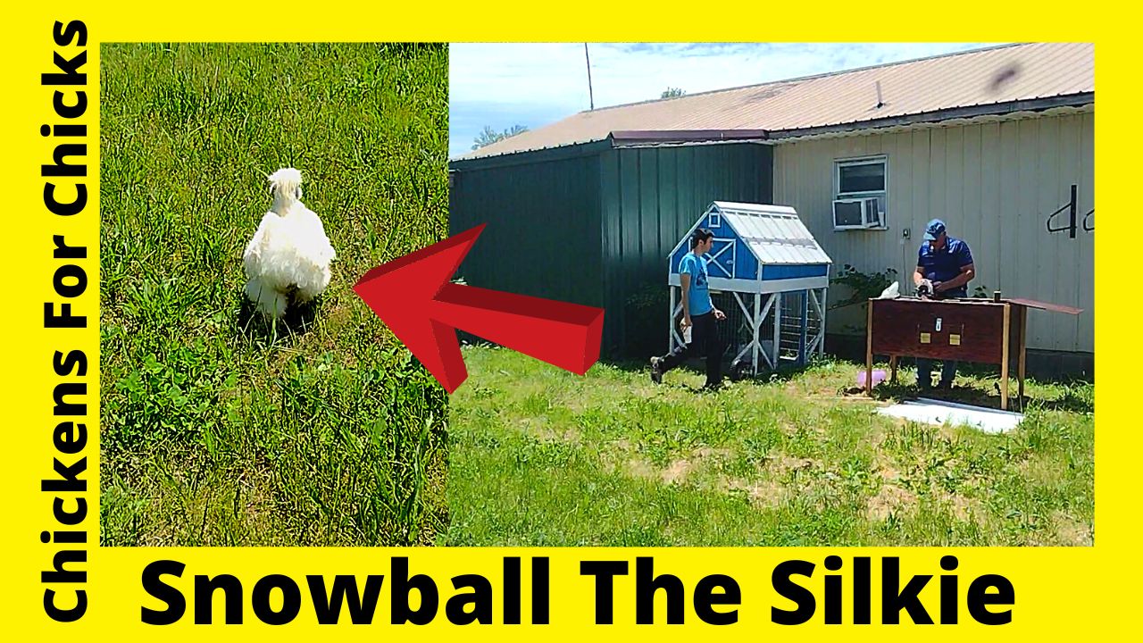 Snowball The Silkie Roo And His New Coop - Chickens For Chicks